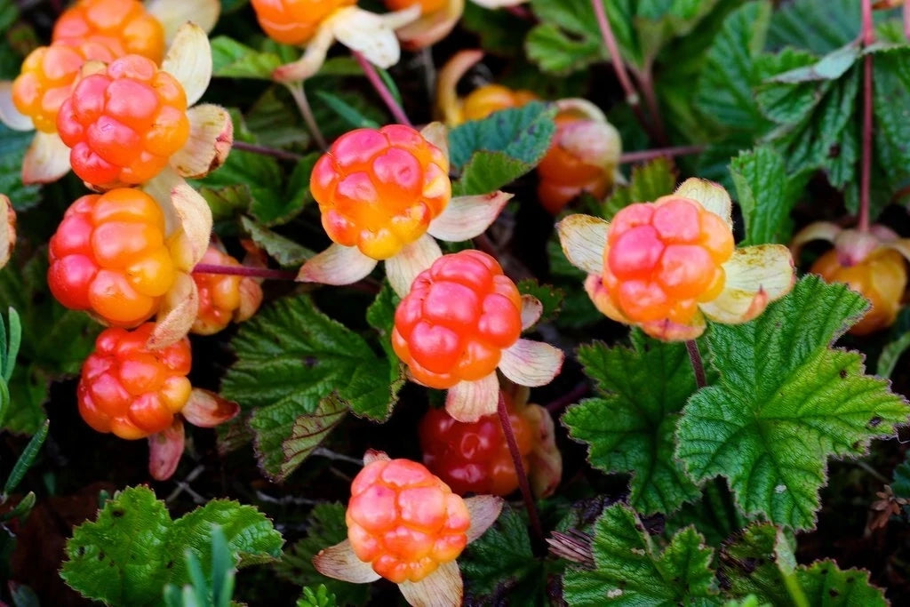 Cloudberry - Rubus chamaemorus | Rare Plant Seeds | Whimsy and Wonder – Stargazer Exotics