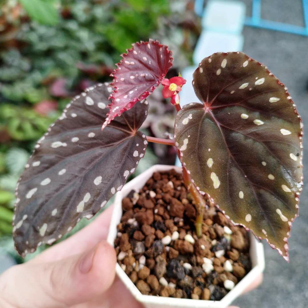 Atricha Begonia - Begonia sp."Atricha" | Rare Plant Seeds | Whimsy and Wonder – Stargazer Exotics