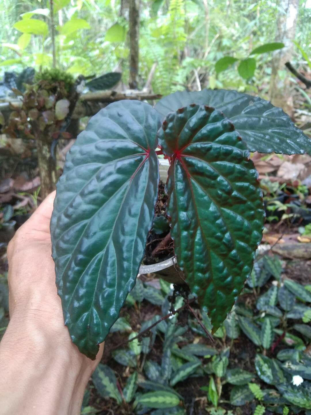 Daun Hitam Blue Begonia - Begonia sp. "Daun hitam Blue" | Rare Plant Seeds | Whimsy and Wonder ...