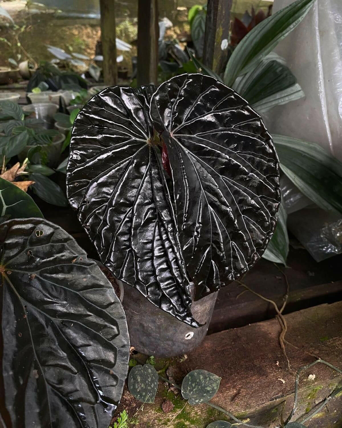 Black Blood Begonia - Begonia sp. "Black Blood" | Rare Plant Seeds ...