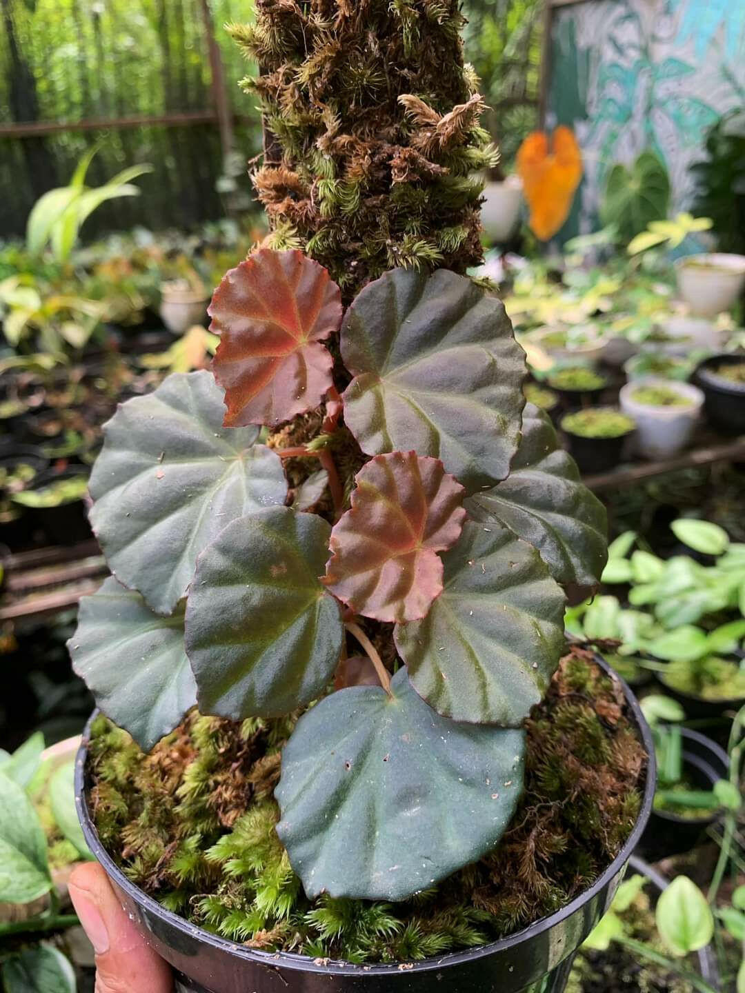Sarawak Begonia - Begonia sp. "Sarawak" | Rare Plant Seeds | Whimsy and Wonder – Stargazer Exotics