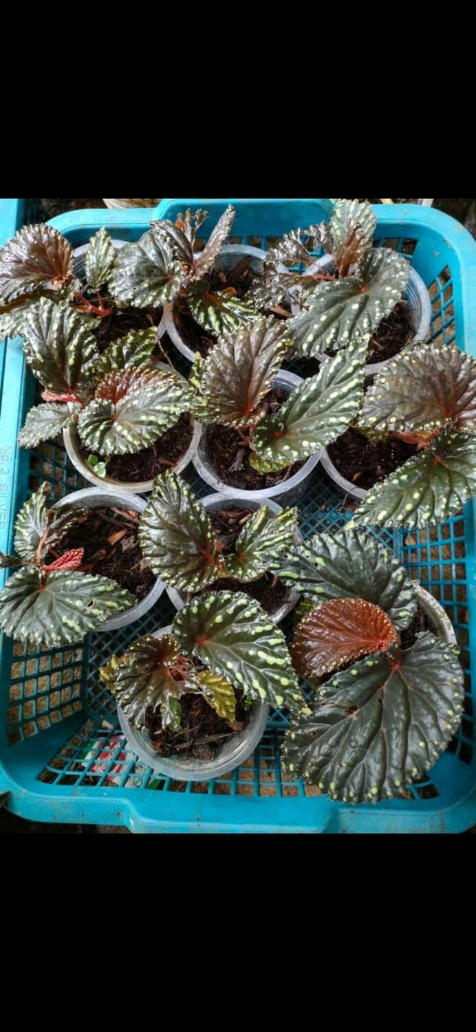 African Borneo Begonia - Begonia sp. "Atricha Borneo" | Rare Plant Seeds | Whimsy and Wonder ...