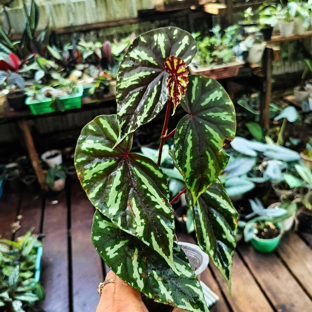 Layar Begonia - Begonia sp. "Layar" | Rare Plant Seeds | Whimsy and Wonder – Stargazer Exotics