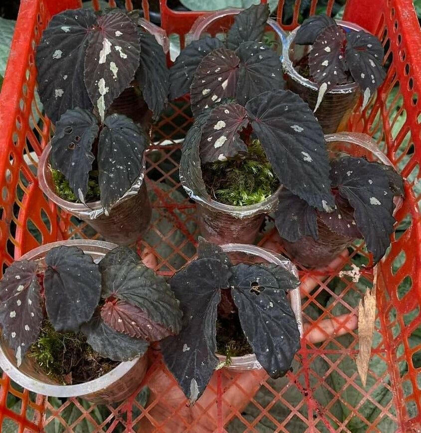 Mantuk Darkform Begonia - Begonia sp. "Mantuk Darkform" | Rare Plant Seeds | Whimsy and Wonder ...