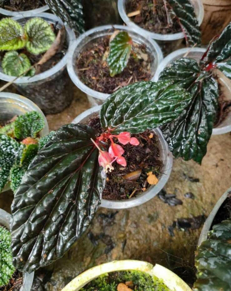 Daun Hitam Begonia - Begonia sp. "Daunhitam"| Rare Plant Seeds | Whimsy and Wonder – Stargazer ...