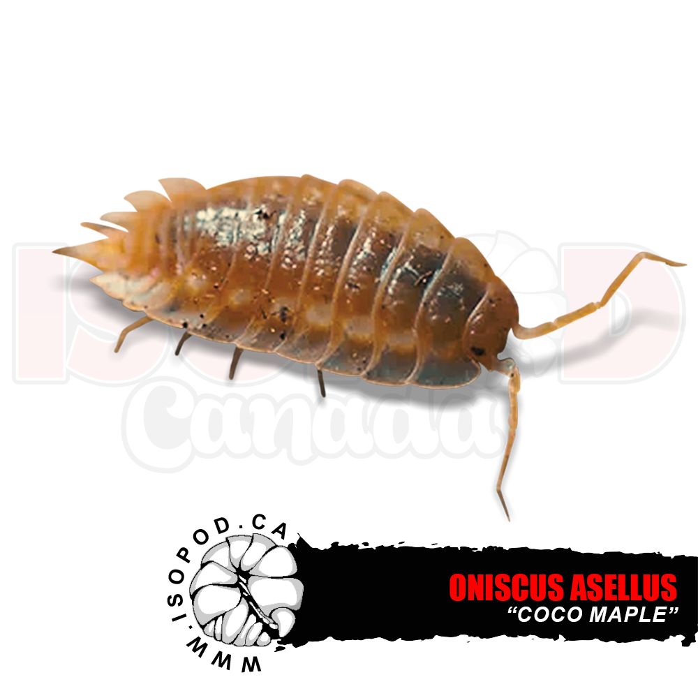Coco-Maple Skirted - Oniscus asellus "Coco Maple" Isopods In Canada – Stargazer Exotics