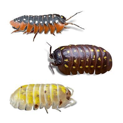 Armadillidum Isopods - Stargazer Exotics - Reptile Store - Canada