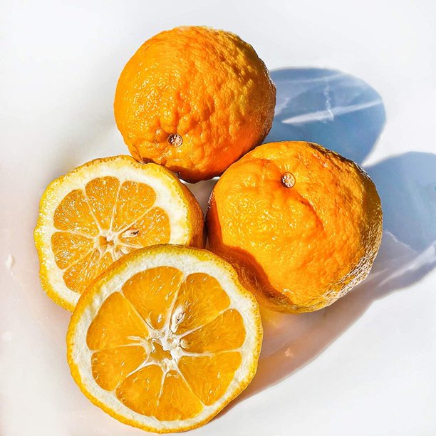 Bitter Orange / Seville Orange - Citrus X aurantium | Rare Plant Seeds ...