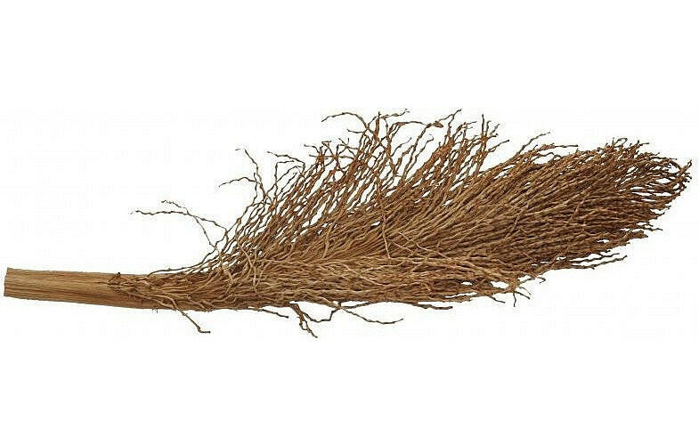 Palm Torch | Stargazer Exotics