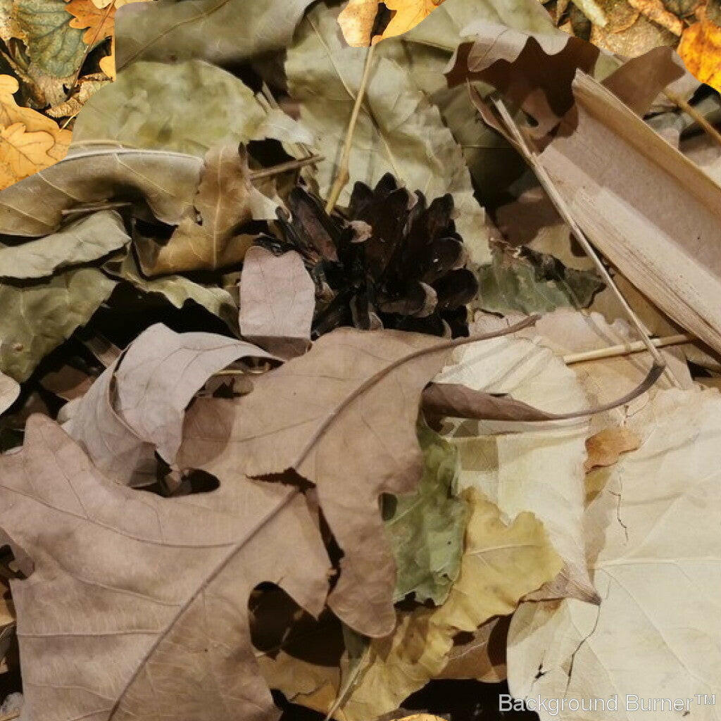 Premium Bioactive Leaf Litter Mix | Stargazer Exotics