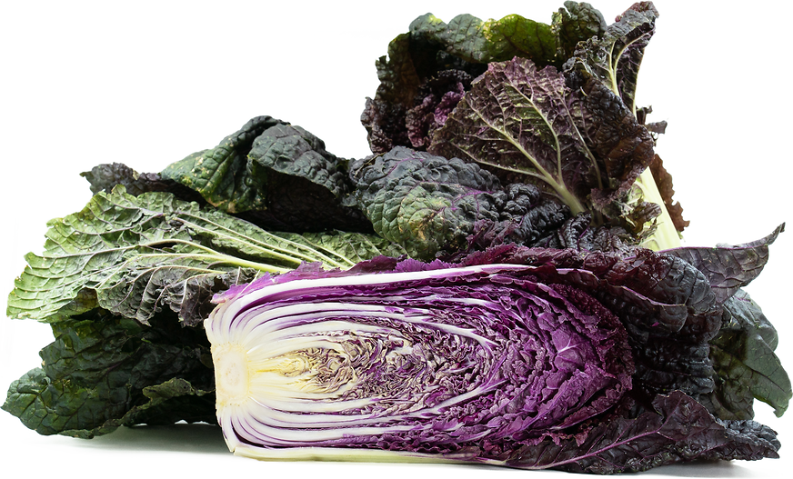 Red Trumpet Nappa Cabbage - Brassica rapa var. pekinensis | Rare Plant ...