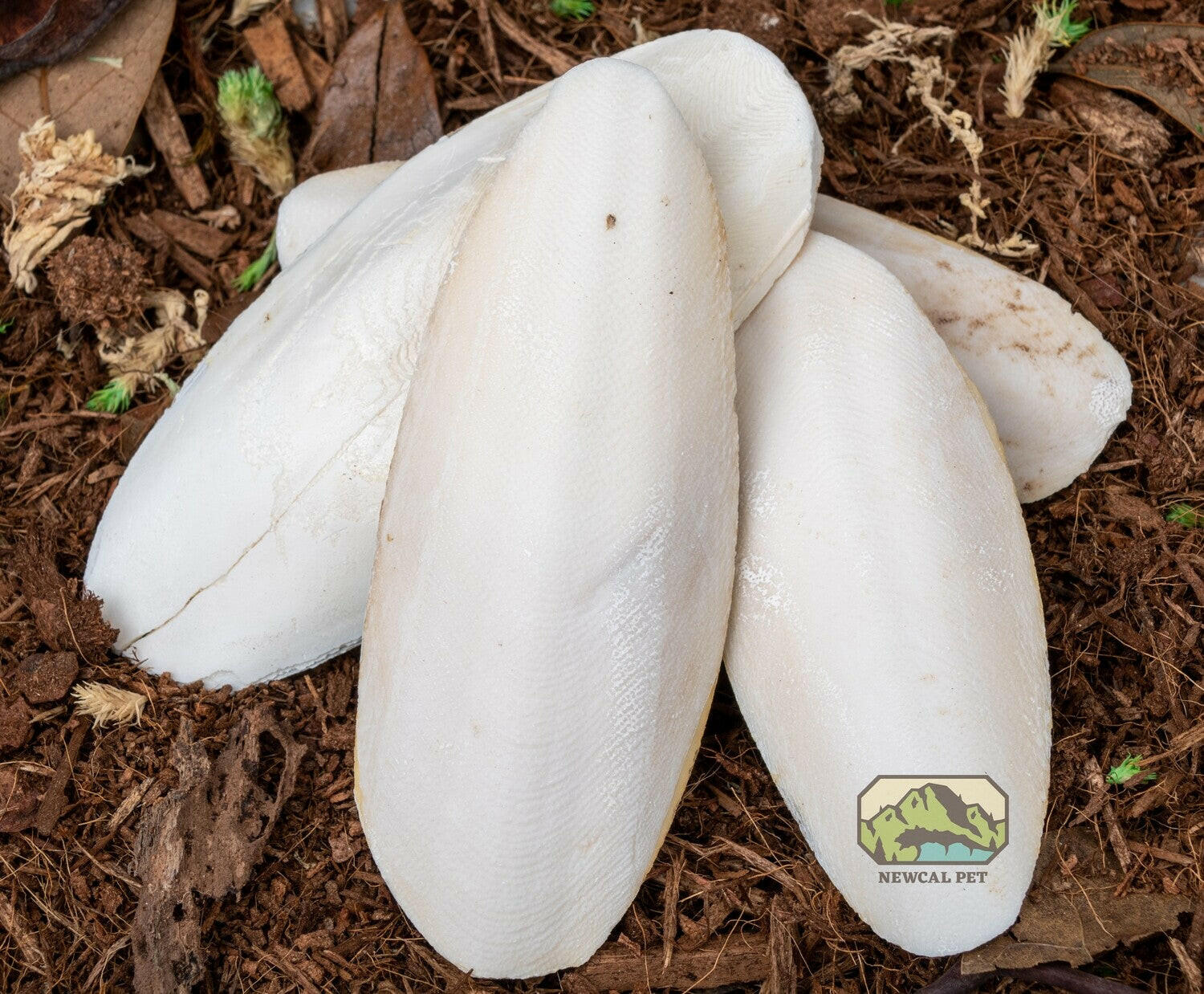 Cuttlebone for Reptiles | Stargazer Exotics