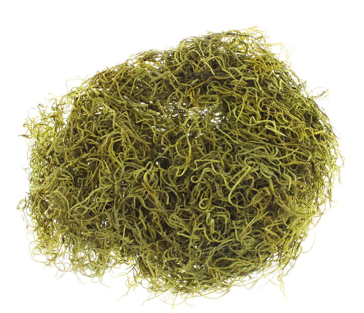 Dried Spanish Moss for Terrarium Design | Stargazer Exotics