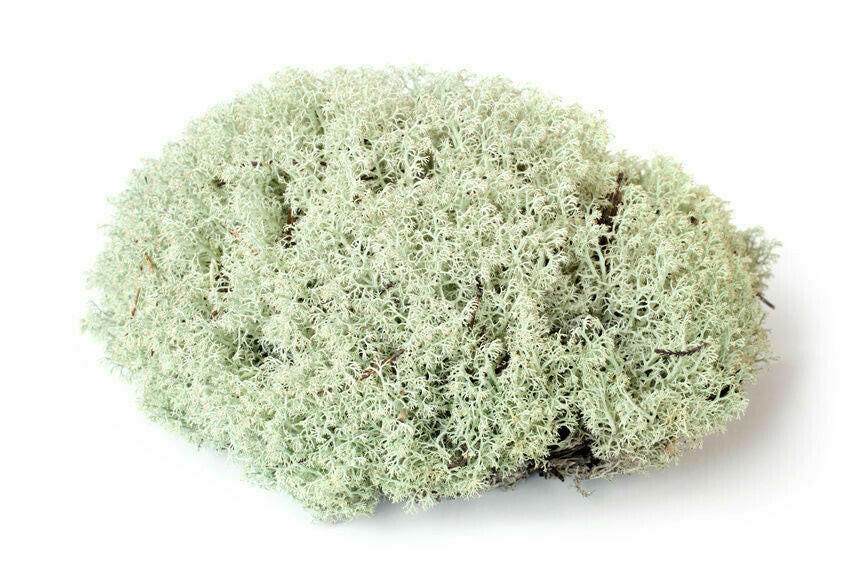 Norwegian Reindeer Moss | Stargazer Exotics