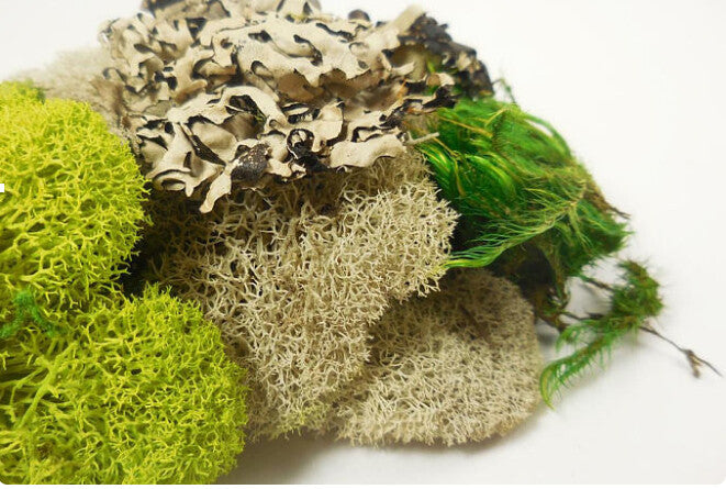Premium Moss Collection | Stargazer Exotics