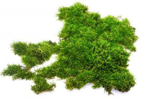 Dried Forest Moss for Terrarium Decor | Stargazer Exotics