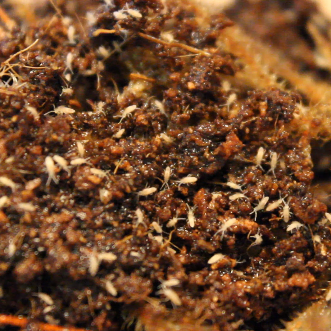 Springtails - Stargazer Exotics - Reptile Store - Canada