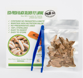 ProBugs Eco Fresh Black Fly Larvae | Stargazer Exotics