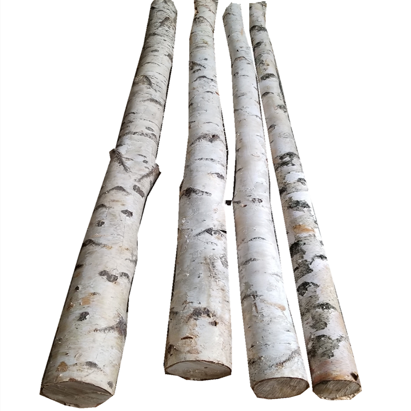 Birch Tree Pole for Reptile Terrariums | Stargazer Exotics