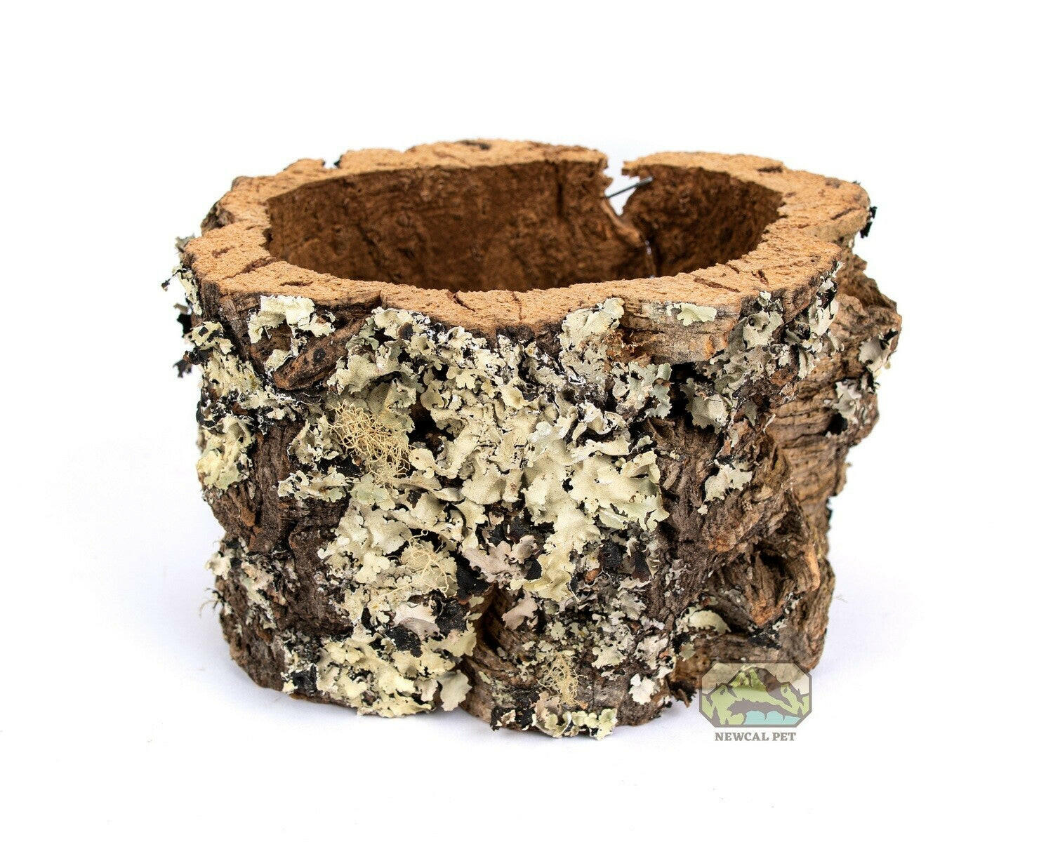 NewCal Cork Flower Pot | Stargazer Exotics