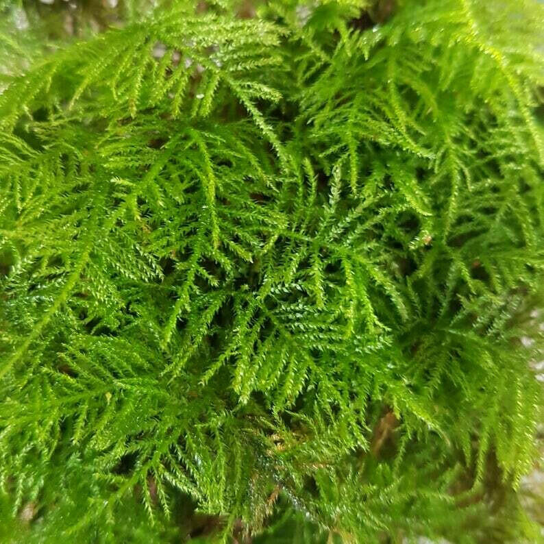 Live Feather Moss | Stargazer Exotics