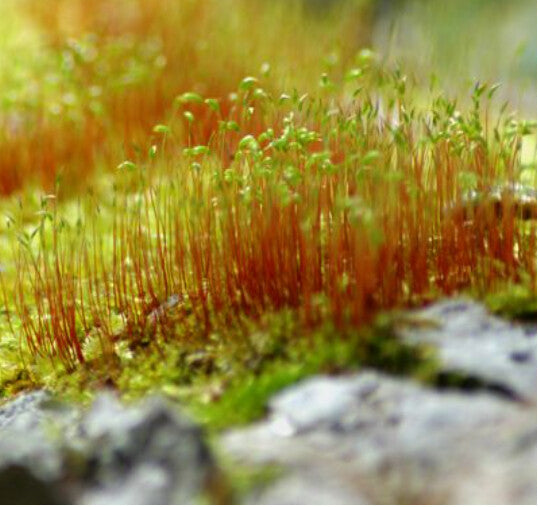 Live Fire Moss | Stargazer Exotics