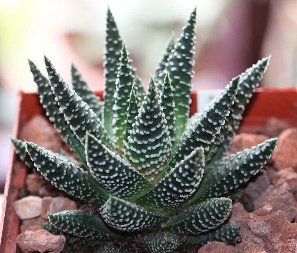 Pearl Plant - Tulista pumila | Rare Plant Seeds | Whimsy and Wonder ...