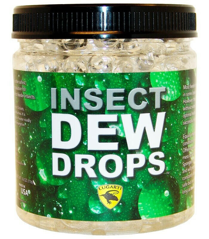 Insect Dew Drops Terrarium | Stargazer Exotics
