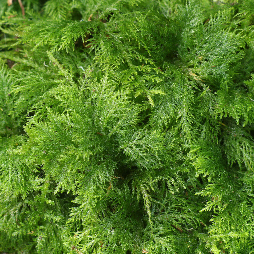 Live Tamarisk Moss | Stargazer Exotics