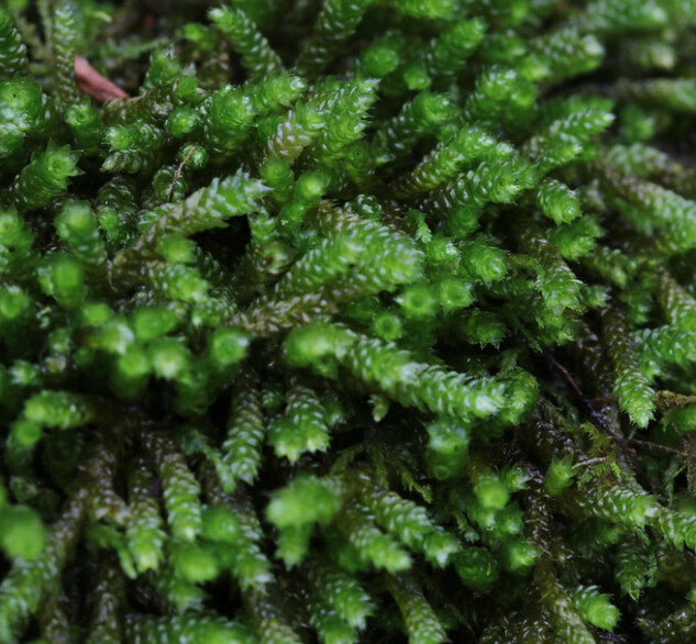 Live Spoon-Leaved Moss | Stargazer Exotics
