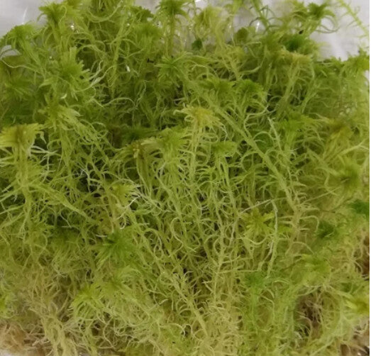Live Long Green Sphagnum Moss | Stargazer Exotics