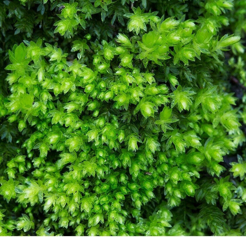 Live Horn Moss | Stargazer Exotics