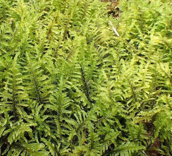 Live Curled Hook Moss | Stargazer Exotics