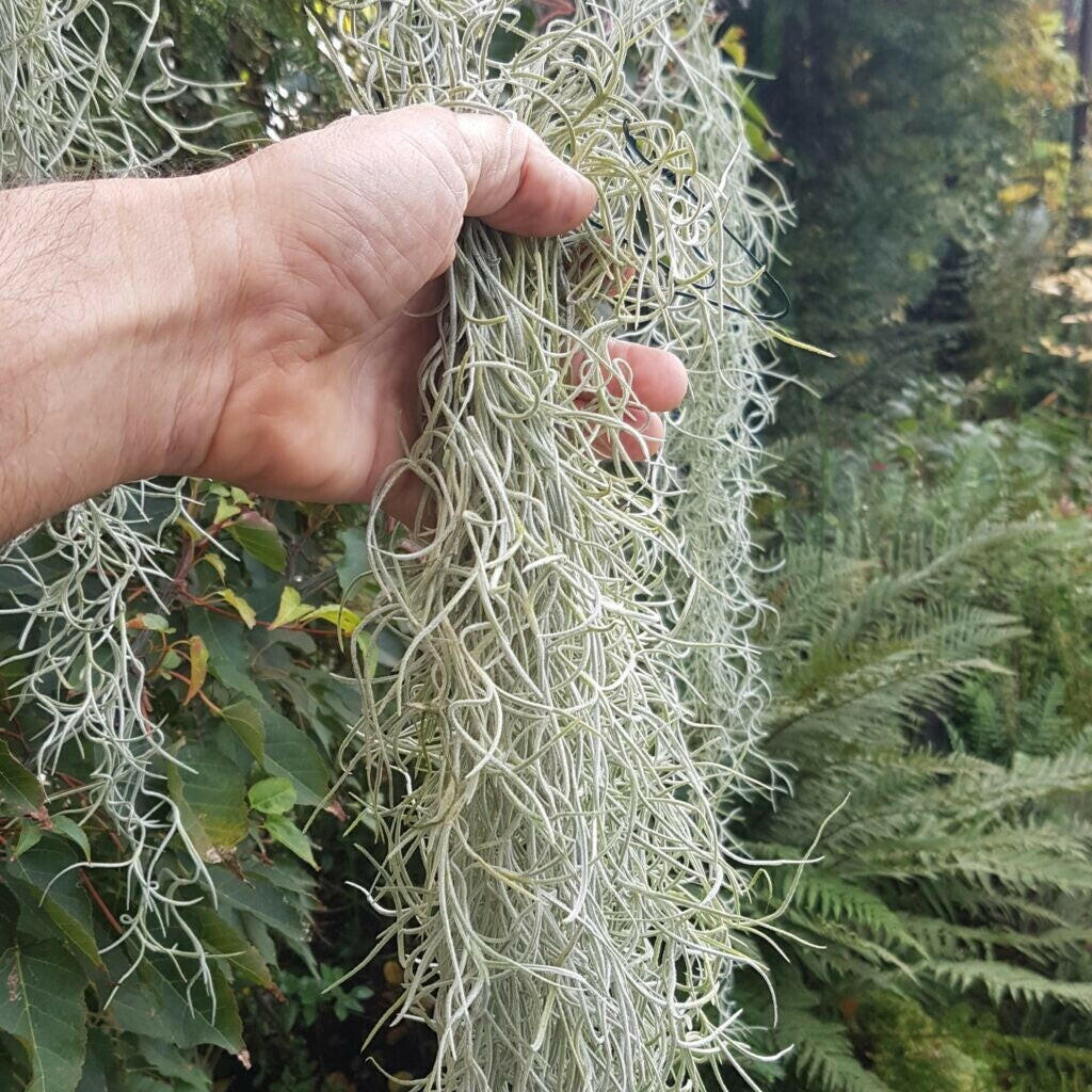Live Spanish Moss Canada | Live Spanish Moss Canada | Stargazer Exotics