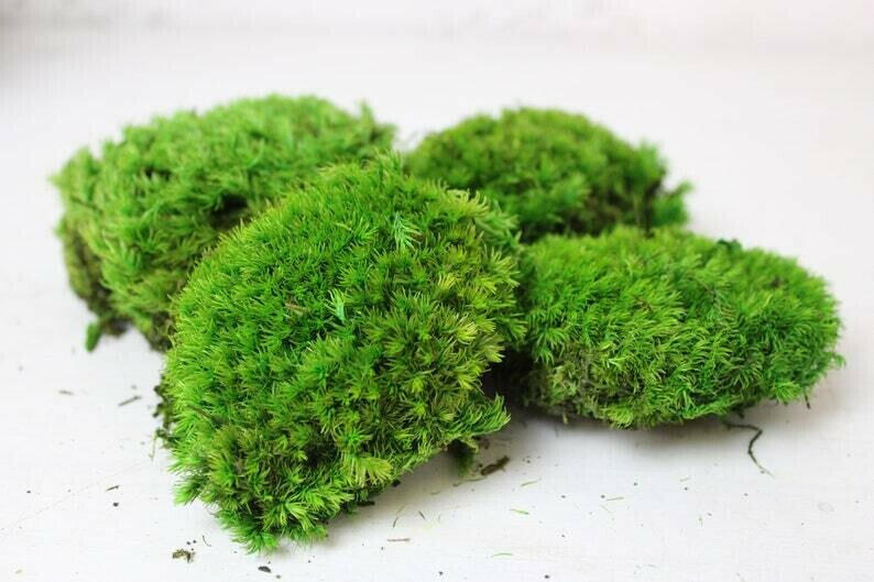 Live Mood Moss | Stargazer Exotics