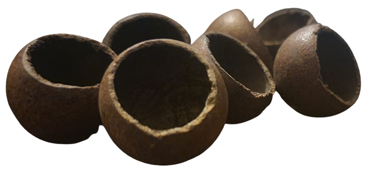 Kuchila Pods Decor | Stargazer Exotics