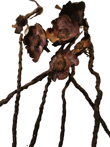 Natural Coco Flower for Home Décor | Stargazer Exotics