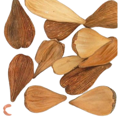 Arti Pod - Natural Seed Pods for Reptiles | Stargazer Exotics