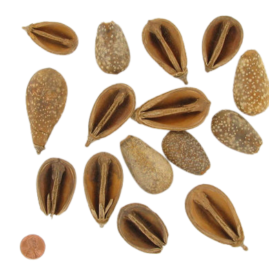 Pear Pod | Stargazer Exotics