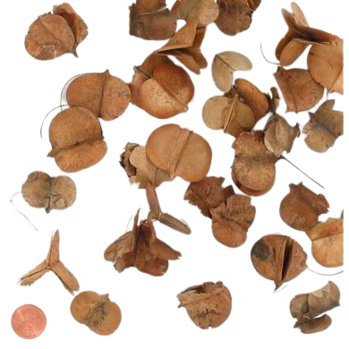 Windy Pod | Stargazer Exotics