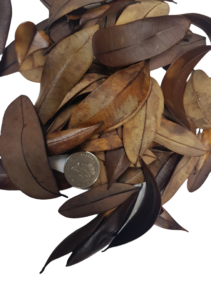 Marupa Leaves | Stargazer Exotics