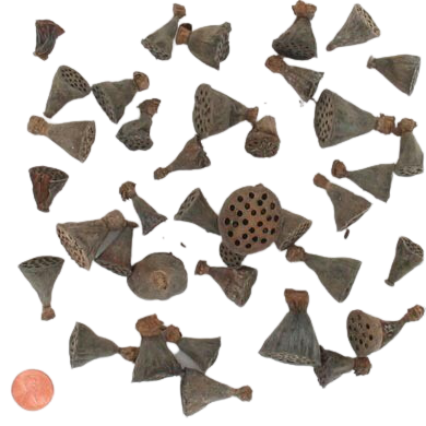 Mini Lotus Pods | Stargazer Exotics