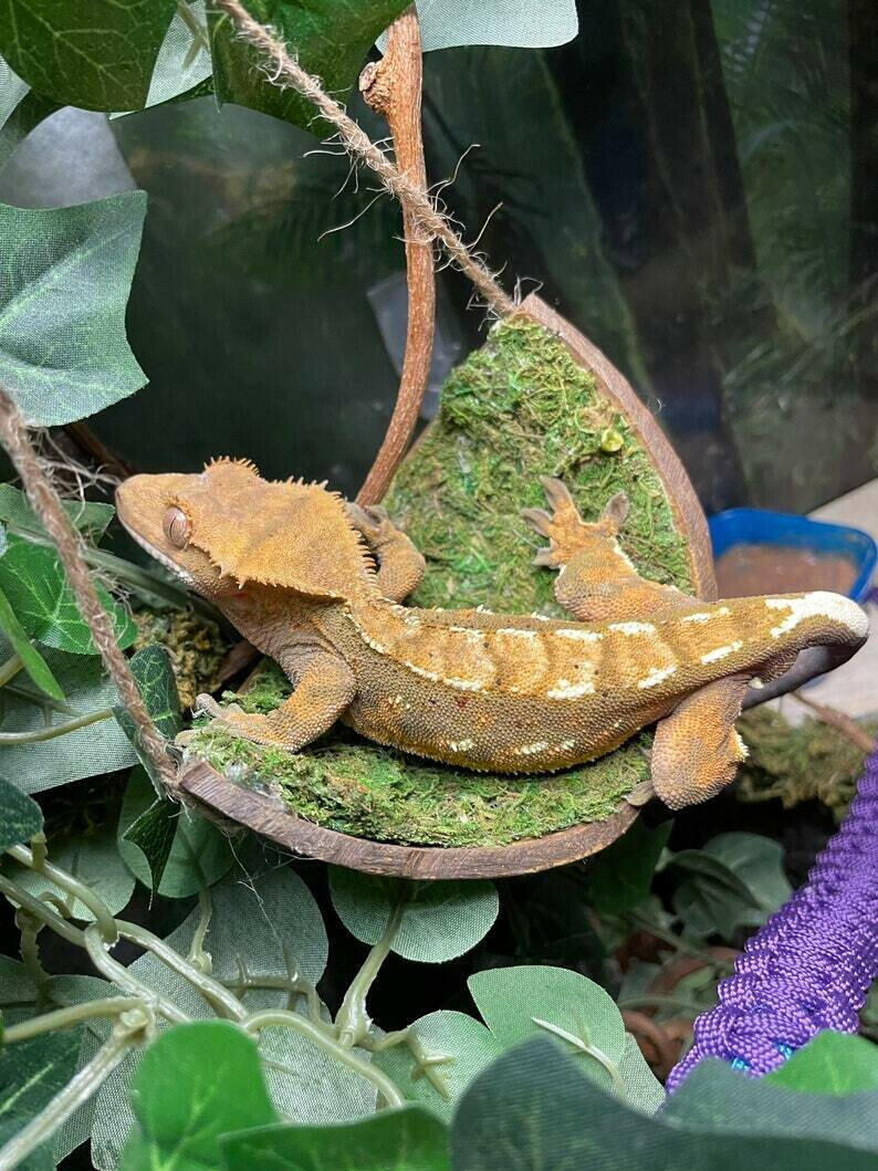 Lazzy Moss Hammock | Stargazer Exotics