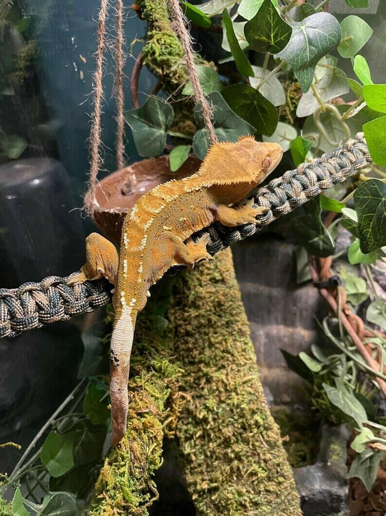 Backroad Vine Rope and Bridge for Reptiles | Stargazer Exotics