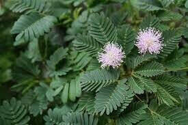 Sensitive Plant - Mimosa pudica | Rare Plant Seeds | Whimsy and Wonder ...