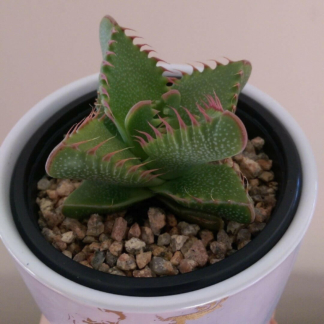 Tiger Jaws - Faucaria felina | Rare Plant Seeds | Whimsy and Wonder ...