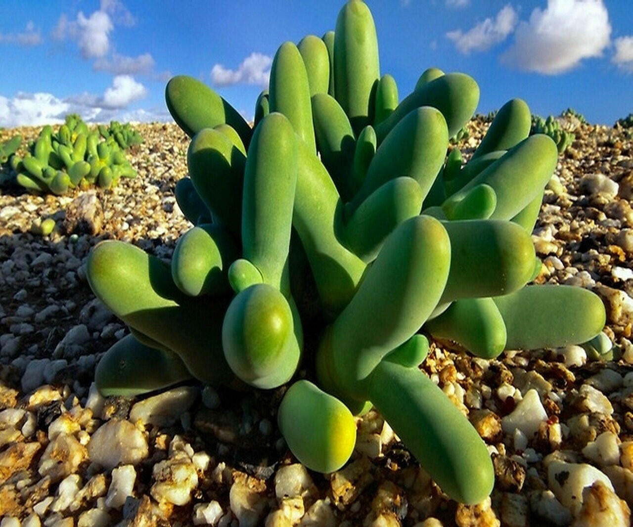 Living Fingers - Dactylopsis digitata | Rare Plant Seeds | Whimsy and ...