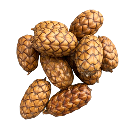 Dragon Egg Pods Uxi Pods | Stargazer Exotics