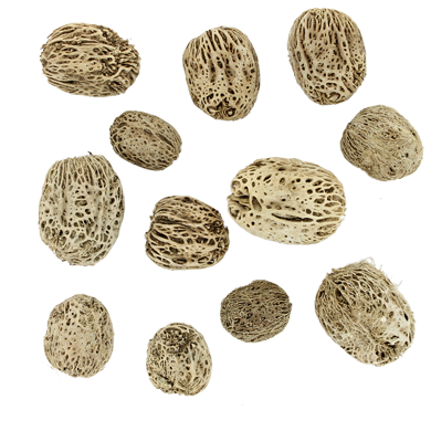 Skeleton Pods for Reptile Habitats | Stargazer Exotics