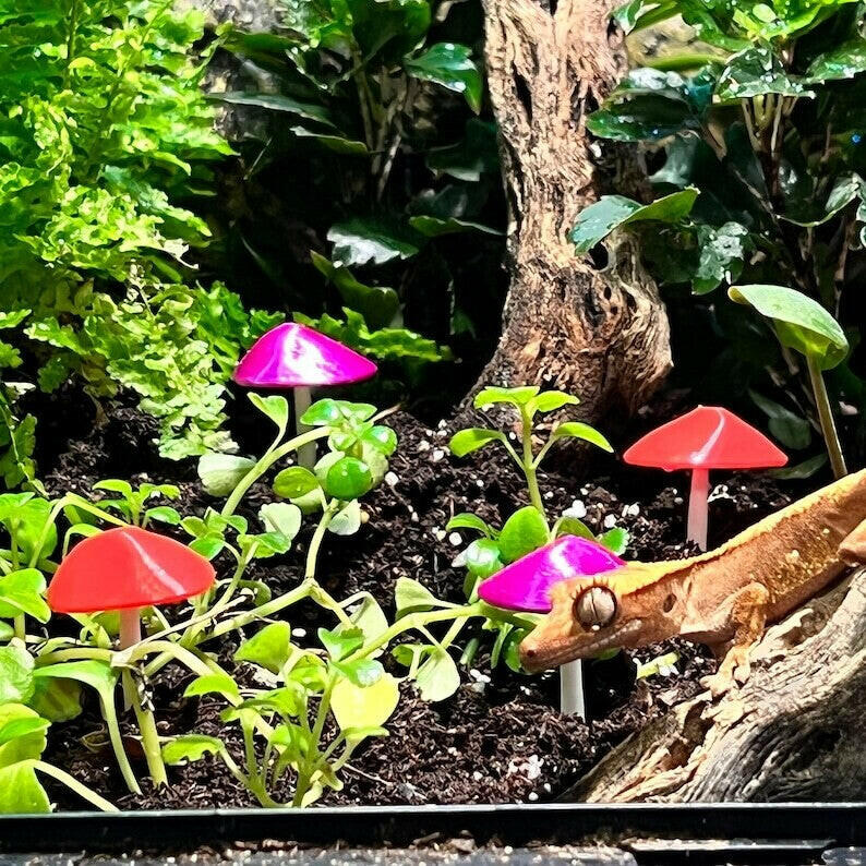 Terra Shrooms Set of 4 | Stargazer Exotics